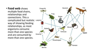 Food chain and food web | PPTX | Reptiles | Pets