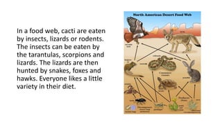 Food chain and food web | PPTX | Reptiles | Pets