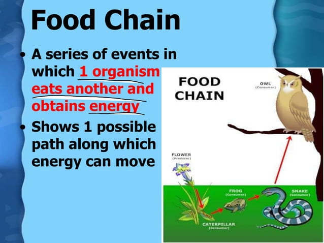 FOOD CHAIN AND FOOD WEB.ppt | Environment | Science