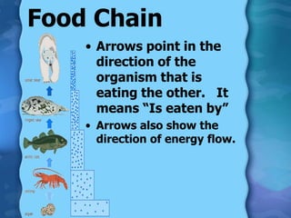 FOOD CHAIN AND FOOD WEB.ppt