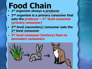 FOOD CHAIN AND FOOD WEB.ppt