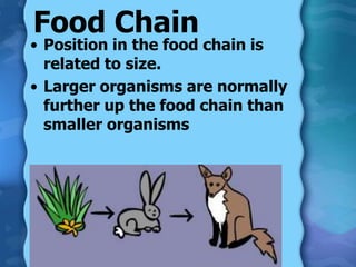 FOOD CHAIN AND FOOD WEB.ppt