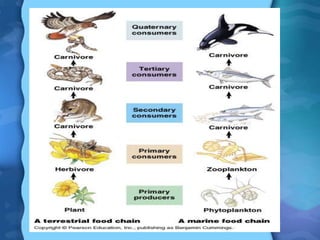 FOOD CHAIN AND FOOD WEB.ppt