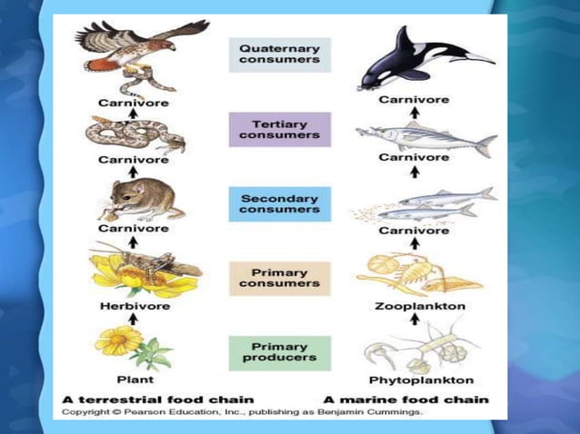 FOOD CHAIN AND FOOD WEB.ppt | Environment | Science