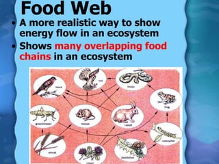 FOOD CHAIN AND FOOD WEB.ppt