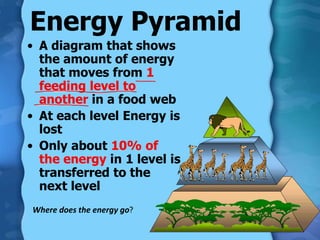 FOOD CHAIN AND FOOD WEB.ppt