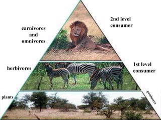 FOOD CHAIN AND FOOD WEB.ppt