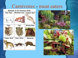 FOOD CHAIN AND FOOD WEB.ppt