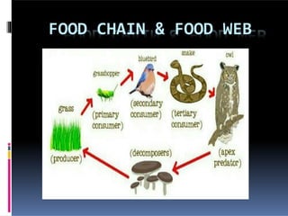 Food Chain and Food Web.pptx