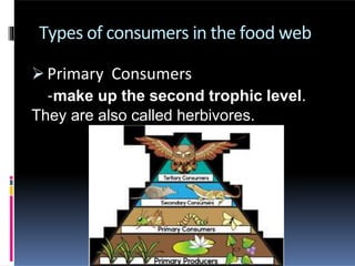 Food Chain and Food Web.pptx