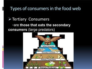 Food Chain and Food Web.pptx