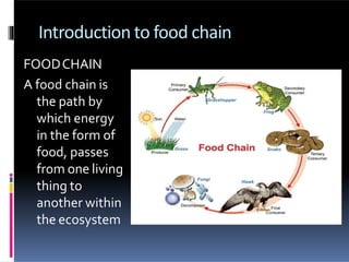 Food Chain and Food Web.pptx