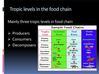 Food Chain and Food Web.pptx