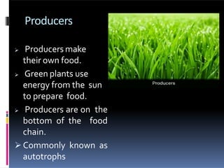 Food Chain and Food Web.pptx