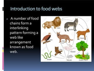 Food Chain and Food Web.pptx