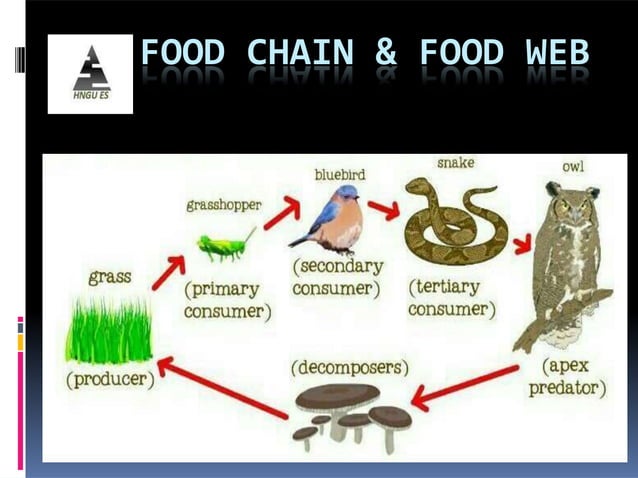 Food Chain and Food Web.pptx