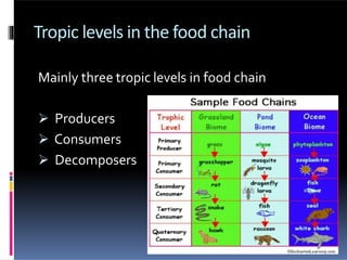 Food Chain and Food Web.pptx