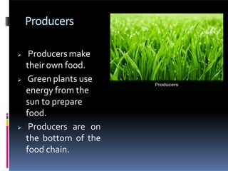 Food Chain and Food Web.pptx