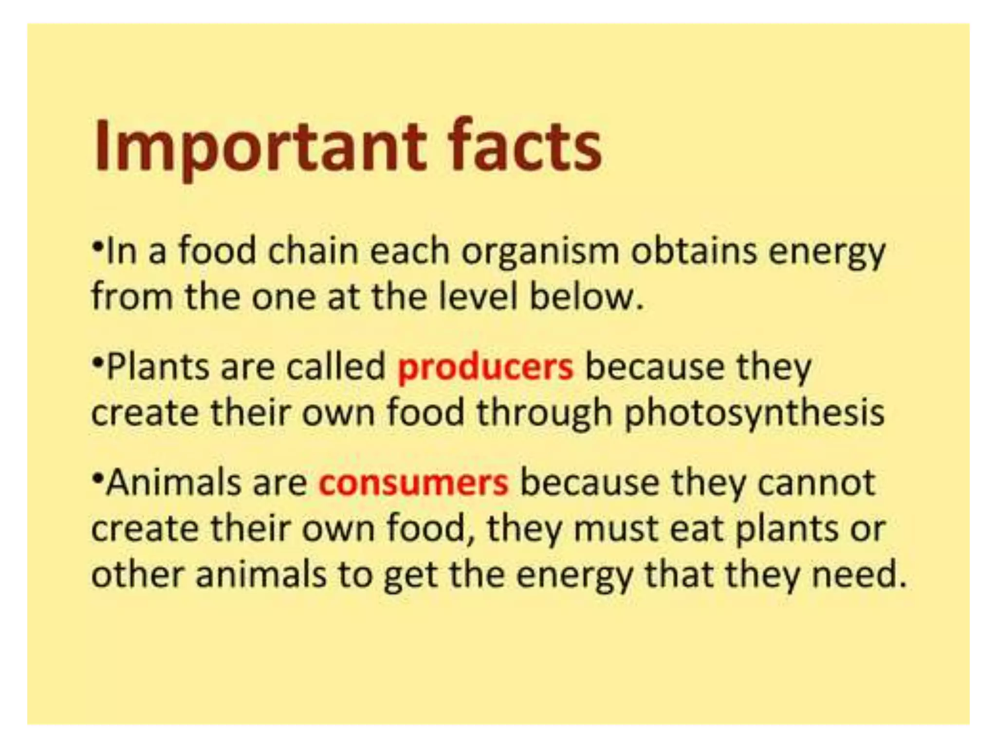 food chain and food web.pptx