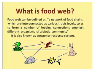 food chain and food web.pptx