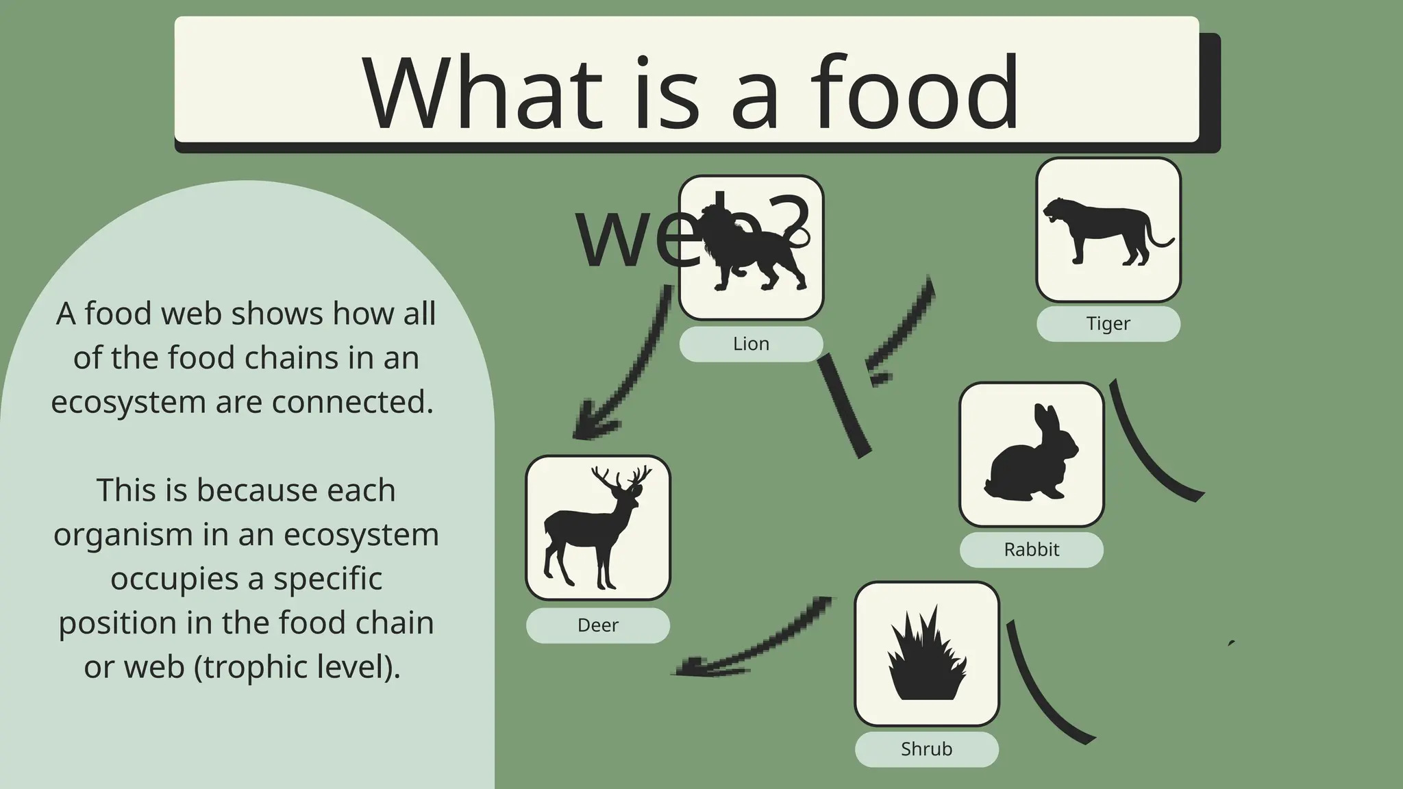 FOOD CHAIN AND FOOD WEB and Different.pptx