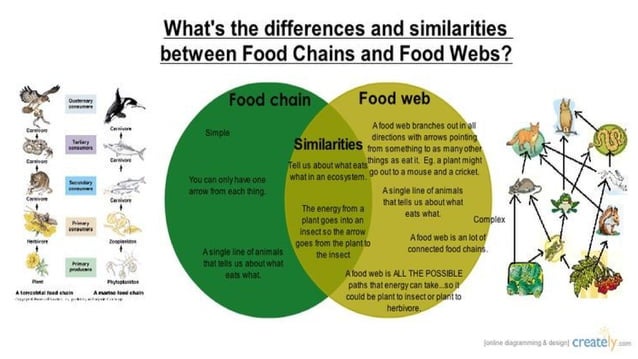 FOOD CHAIN AND FOOD WEB and Different.pptx