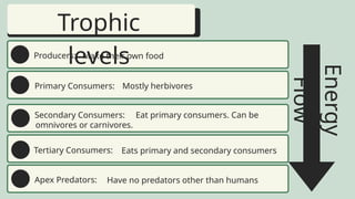 FOOD CHAIN AND FOOD WEB and Different.pptx