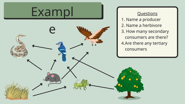 FOOD CHAIN AND FOOD WEB and Different.pptx