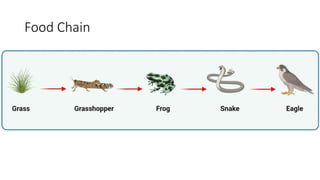 Food Chain and Food Web Activity for Junior High.pptx