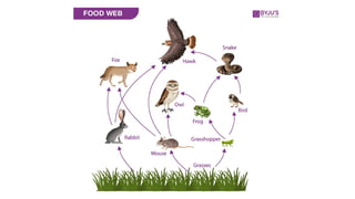 Food Chain and Food Web Activity for Junior High.pptx