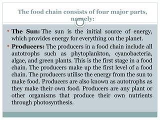 Food Chain and Food Web Power Point Presentation | PPTX