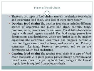 Food Chain and Food Web Power Point Presentation | PPTX