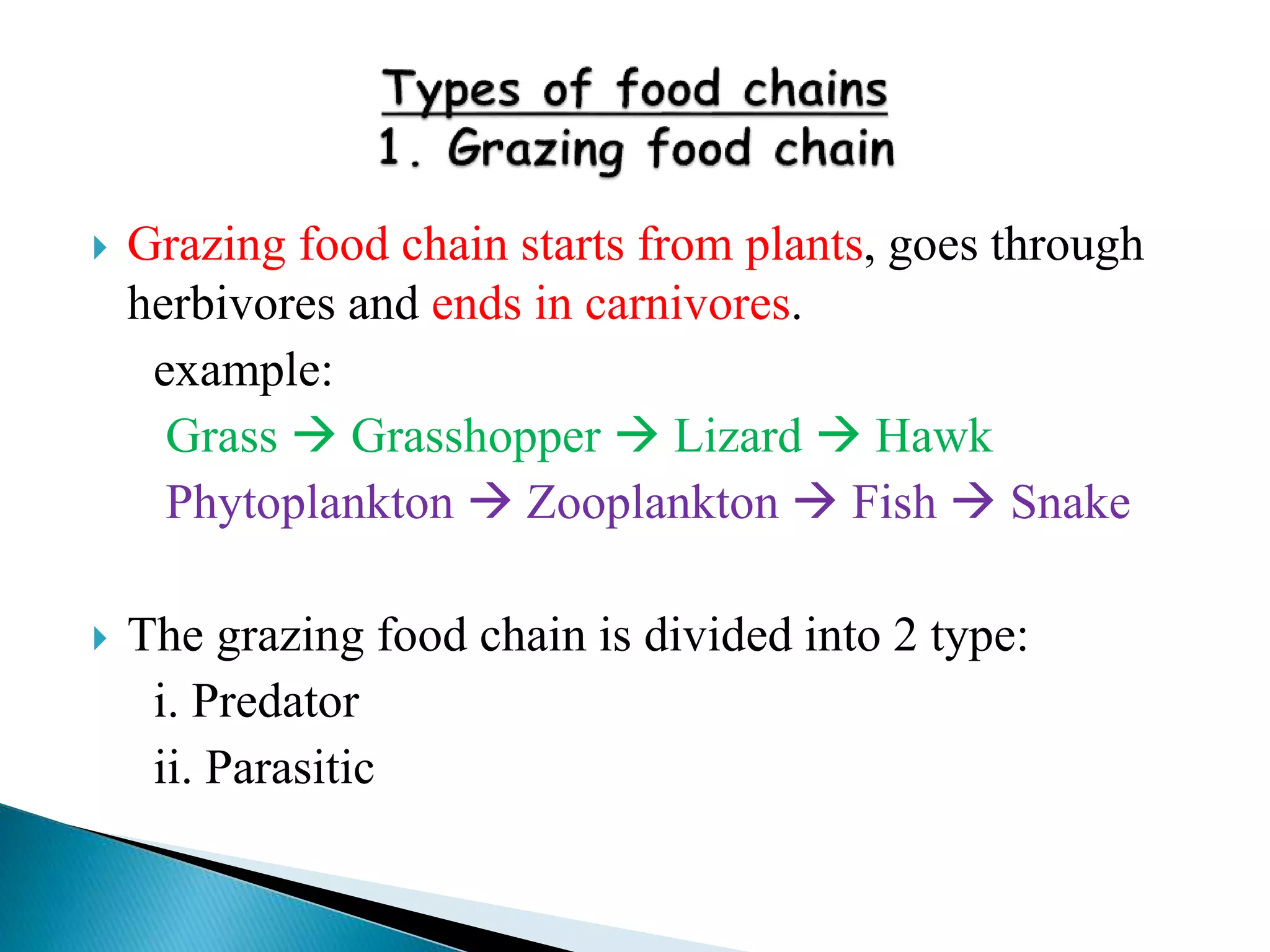 Food chain and food web | PPTX