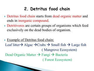 Food chain and food web | PPTX