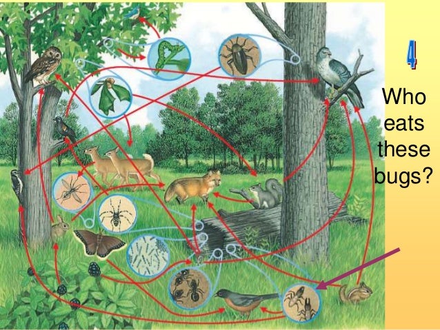 Food chain and web Power Point 2.03