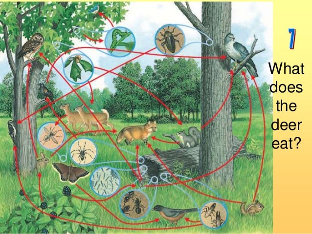 Food chain and web Power Point 2.03