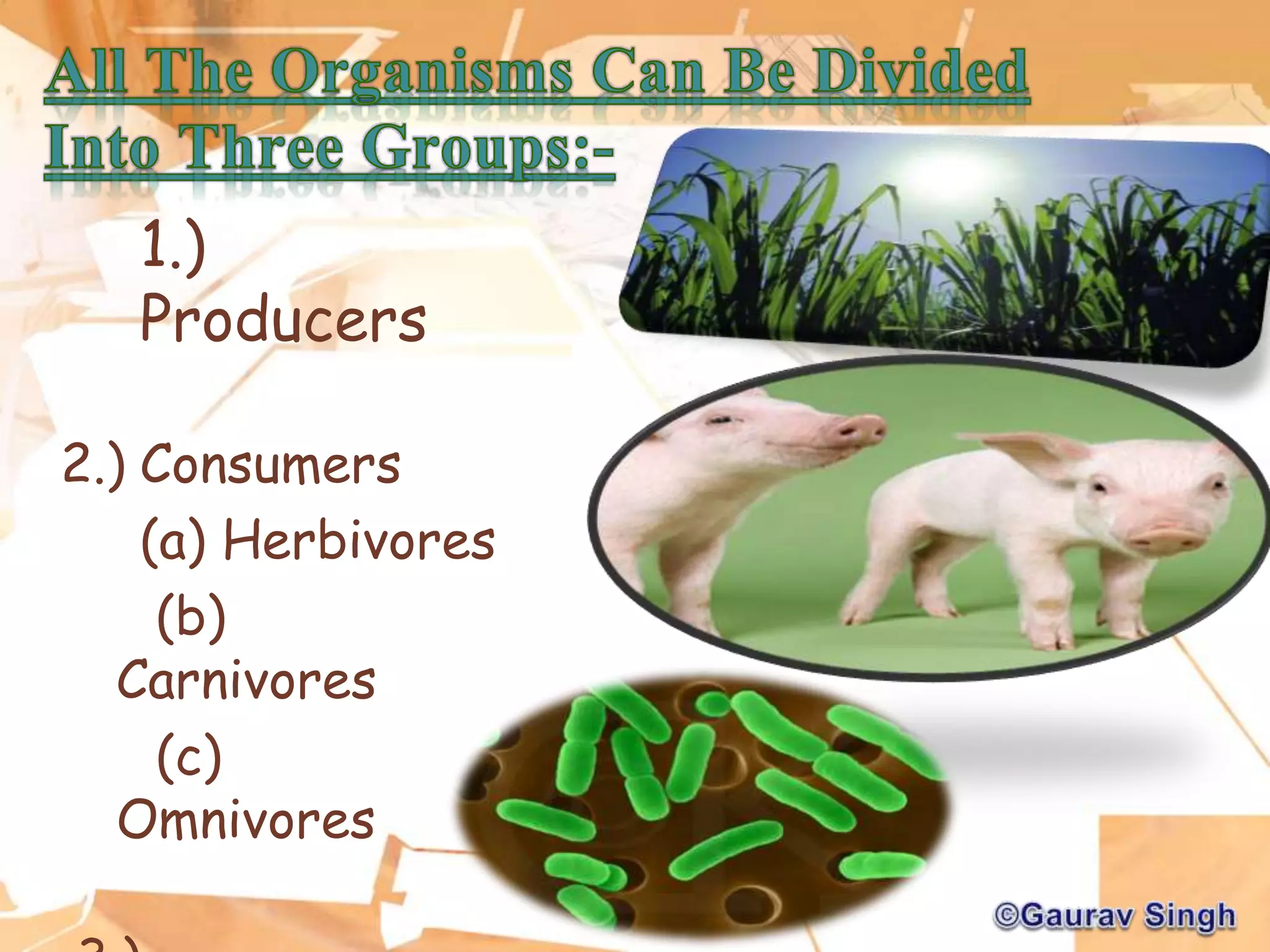 Food chain and webs | PPTX