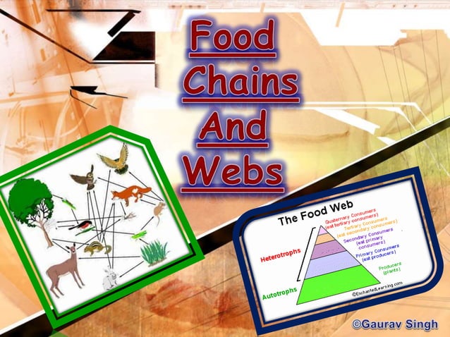 Food chain and webs | PPTX