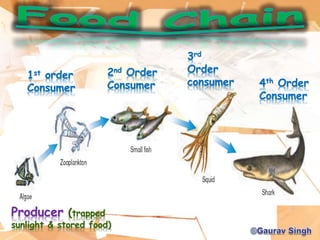 Food chain and webs | PPT