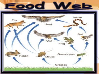 Food chain and webs | PPTX