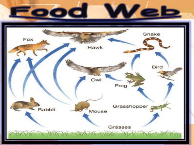 Food chain and webs | PPTX