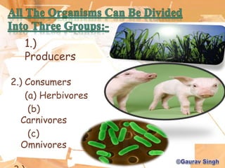 Food chain and webs | PPTX