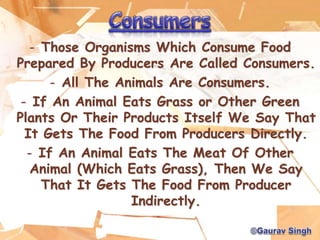 Food chain and webs | PPTX