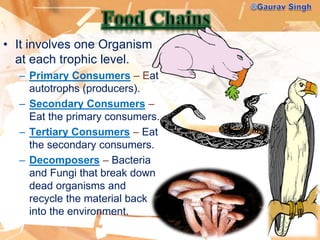 Food chain and webs | PPTX