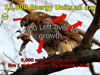 Food Chain Lesson PowerPoint, Energy Flow through Ecosystems | PPT