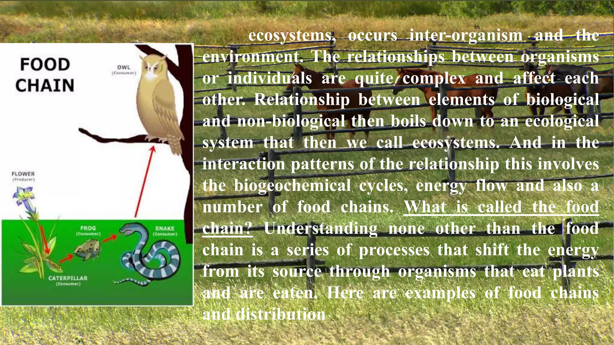Food chain (english) | PPTX