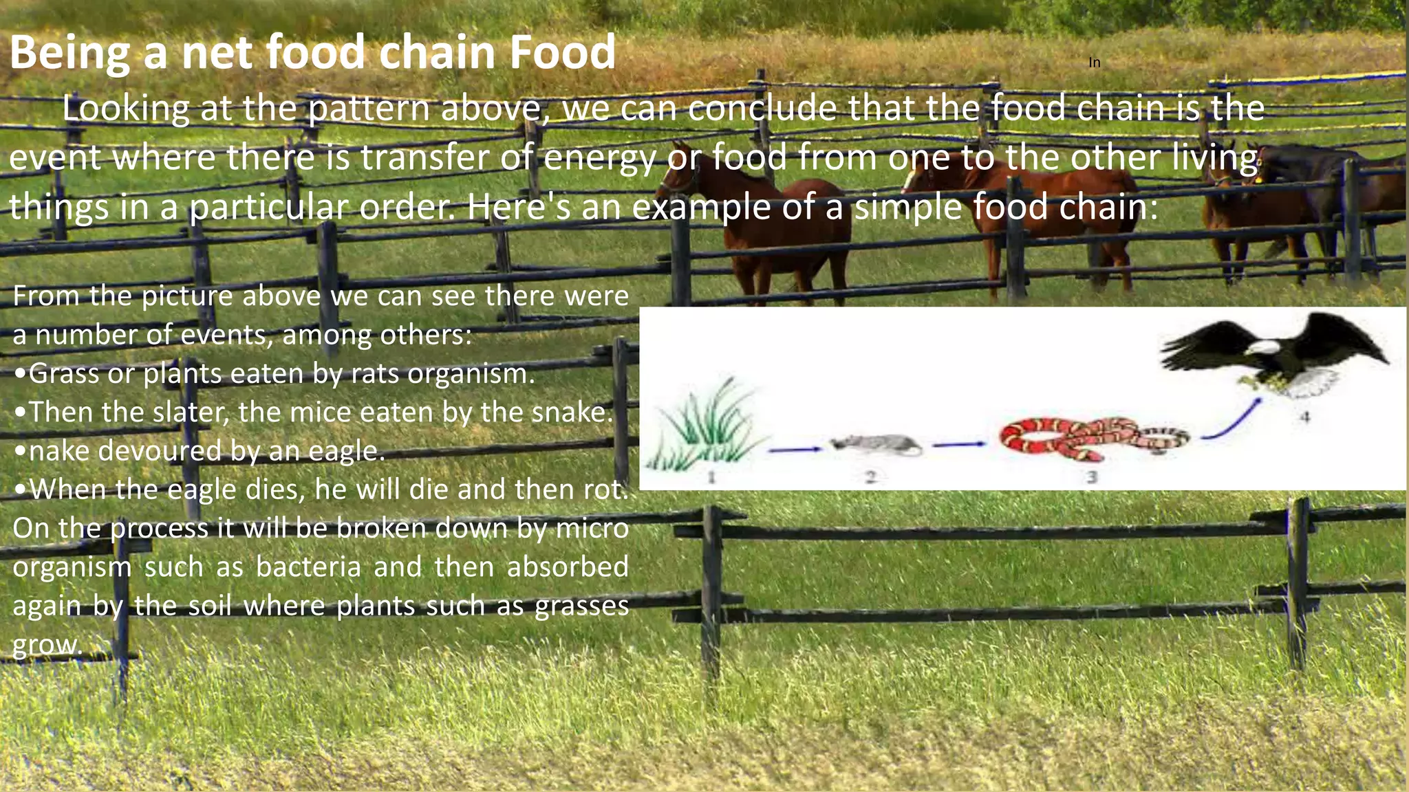 Food chain (english) | PPTX