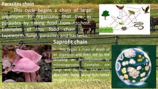 Food chain (english) | PPTX