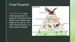 Food chain & food web | PPT