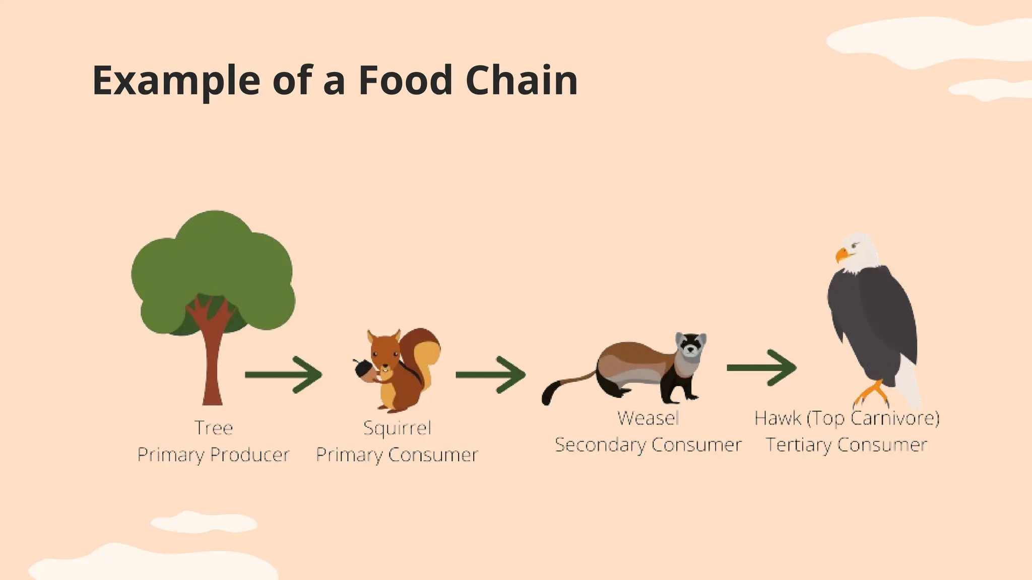 Food Chain & Food Web - This PowerPoint presentation discusses about ...
